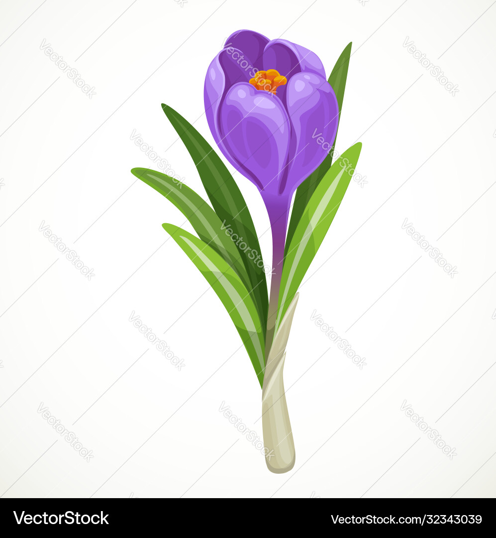Beautiful purple crocus half open bud isolated on Vector Image