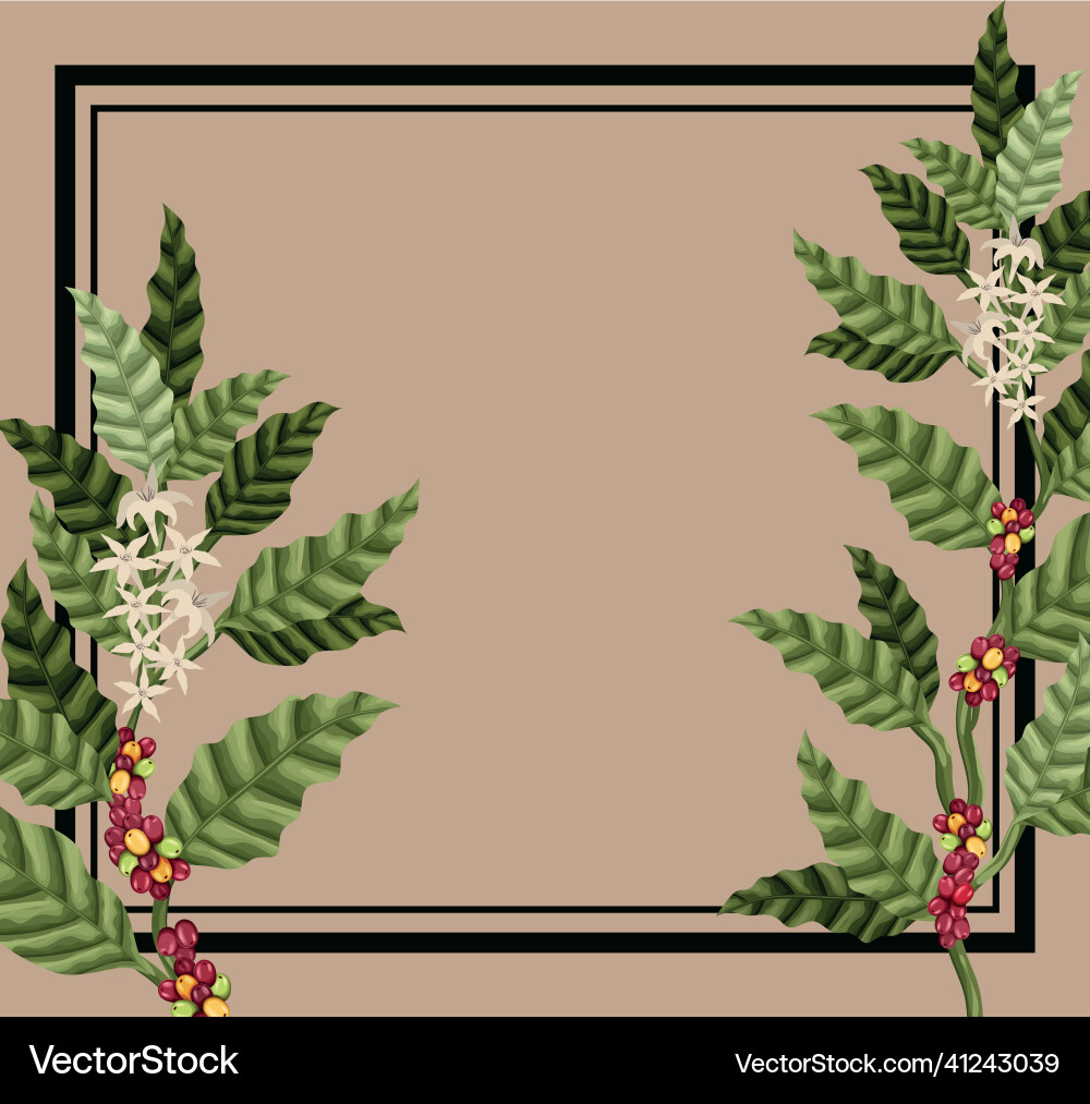 Coffee plants Royalty Free Vector Image - VectorStock