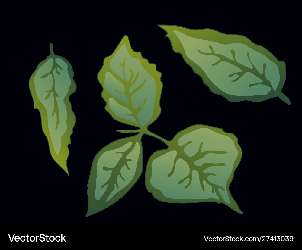 Rose green leaf floral botanical flower Royalty Free Vector