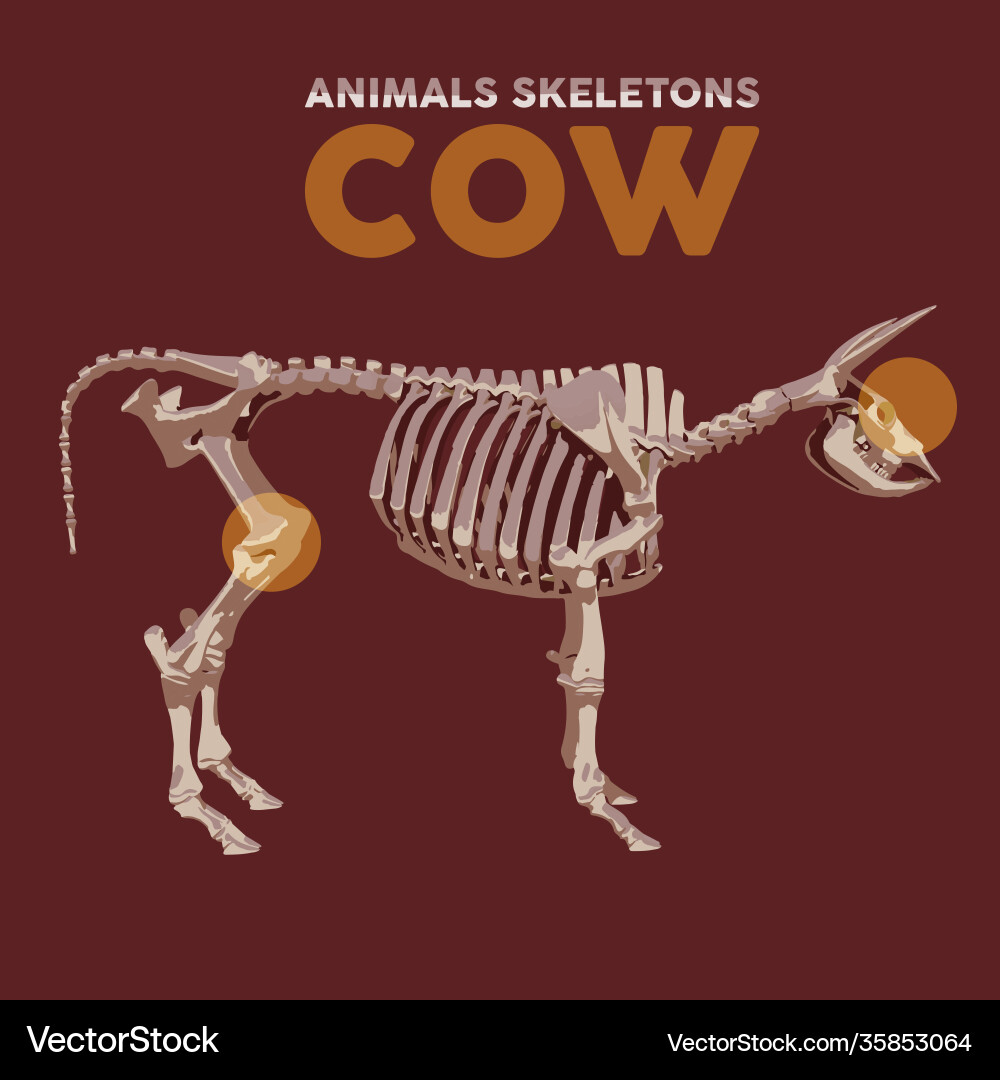 Cow animals skeletons Royalty Free Vector Image