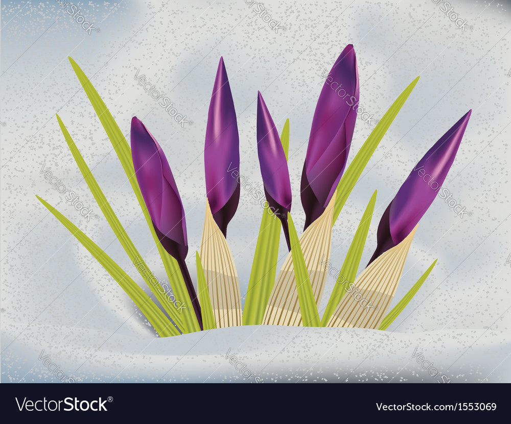 Spring crocuses Royalty Free Vector Image - VectorStock