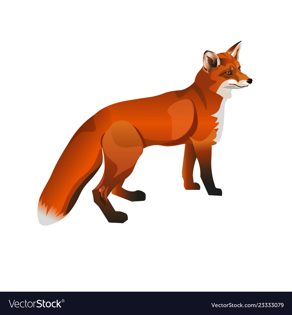 Standing red fox Royalty Free Vector Image - VectorStock