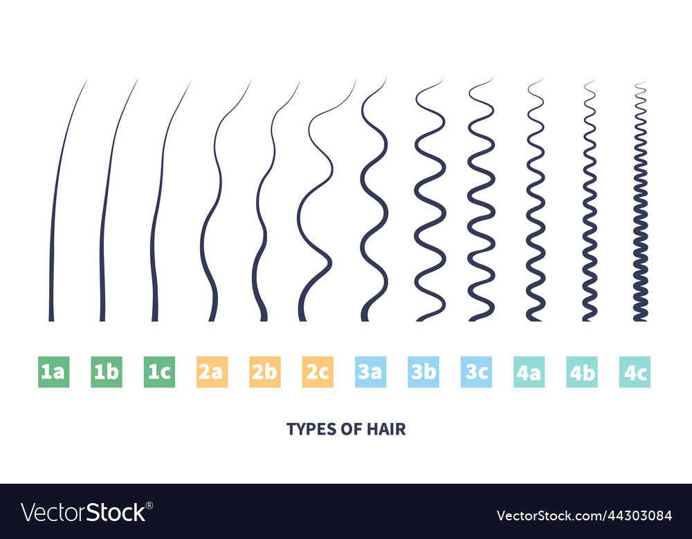 Detailed hair types chart set of strands growth Vector Image Detailed hair types chart set of strands growth Vector Image