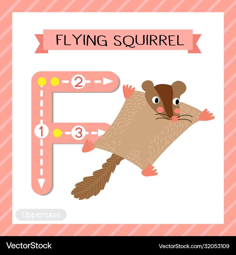 Letter f uppercase tracing flying squirrel Vector Image