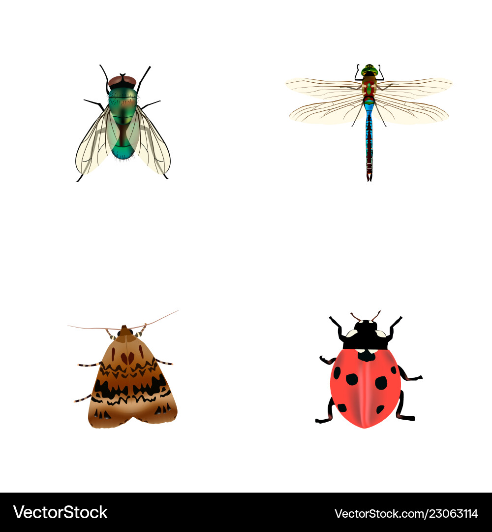 Set of bug realistic symbols with wasp ladybug Vector Image