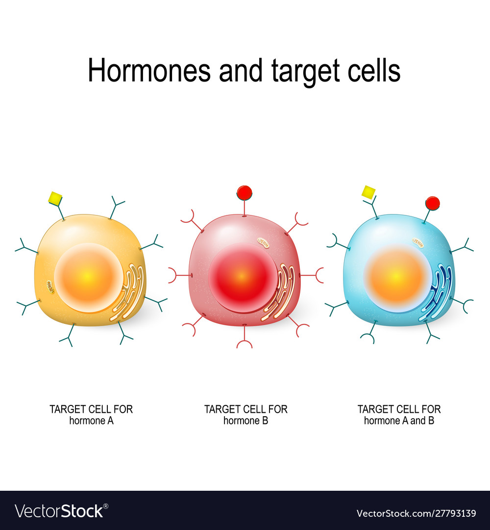 Hormones Receptors And Target Cells Royalty Free Vector