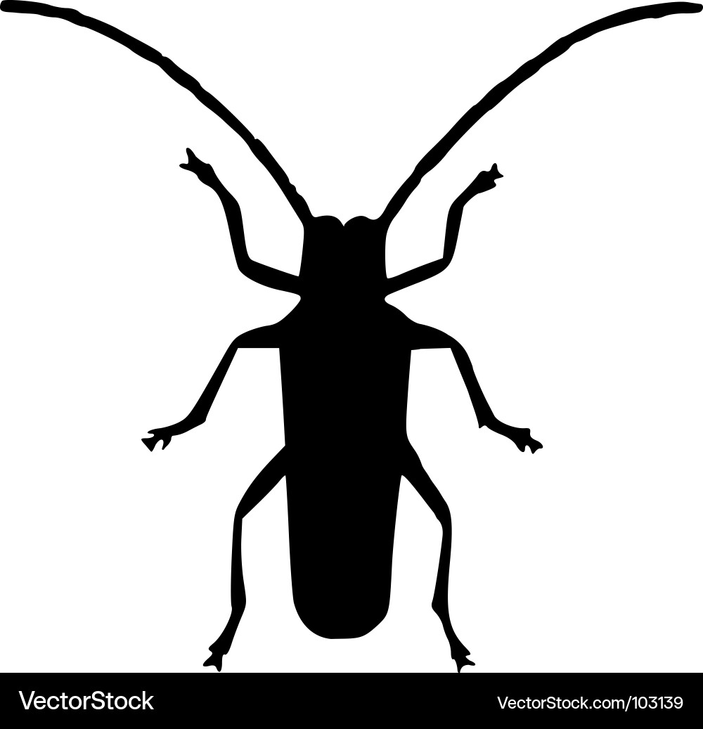 Long horn beetle Royalty Free Vector Image - VectorStock