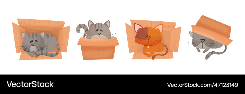Cat and cardboard box sitting inside and playing Vector Image