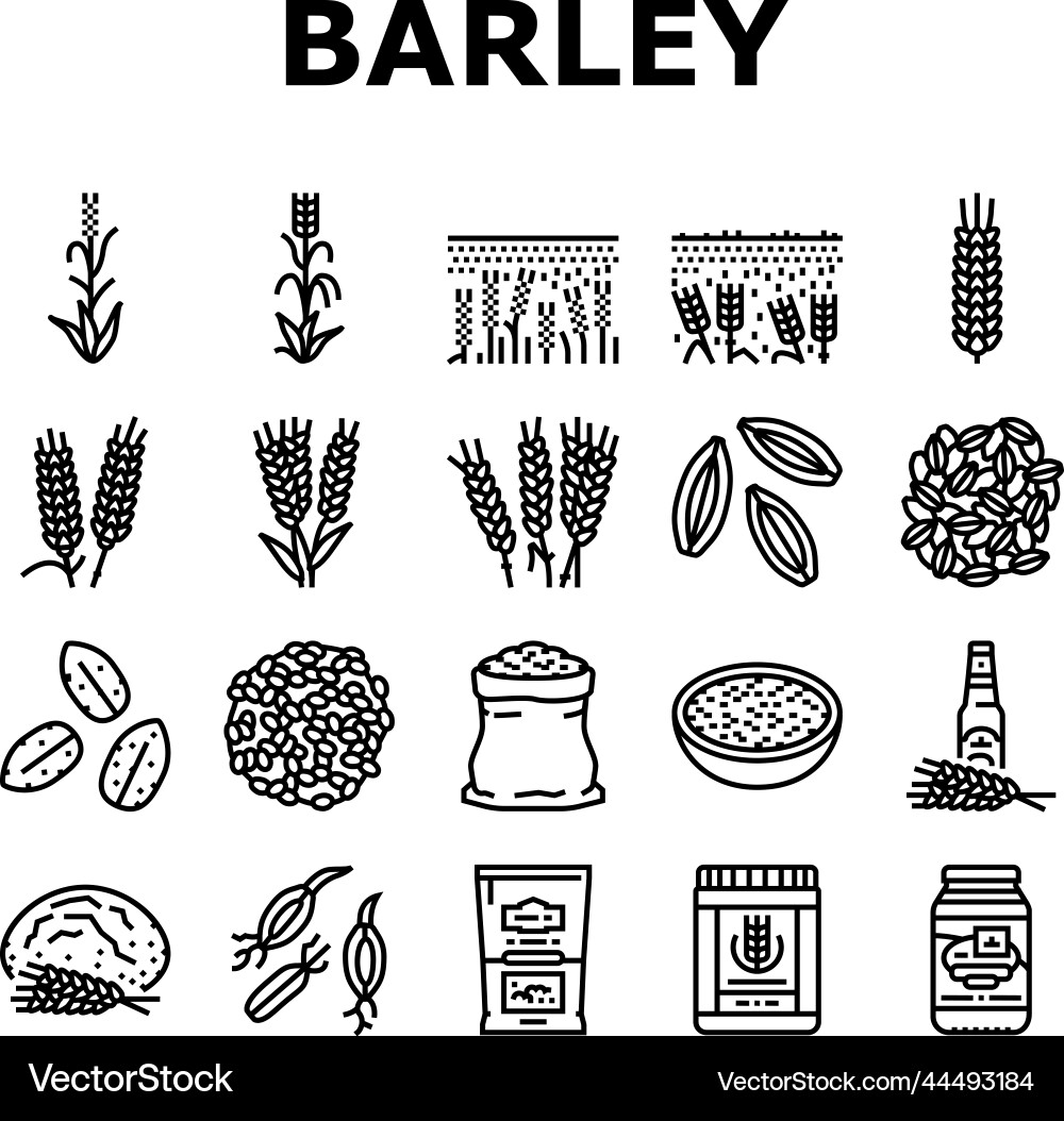 Barley cereal grain harvest icons set Royalty Free Vector