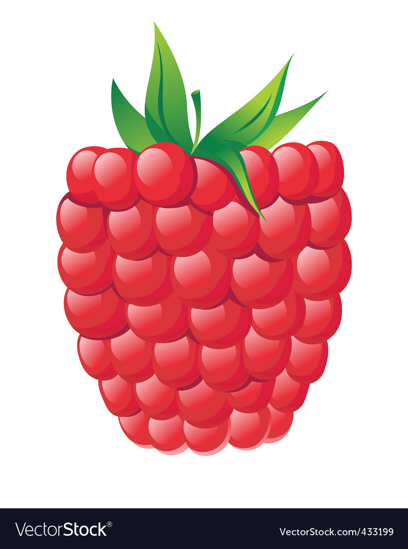 Raspberry fruit Royalty Free Vector Image - VectorStock