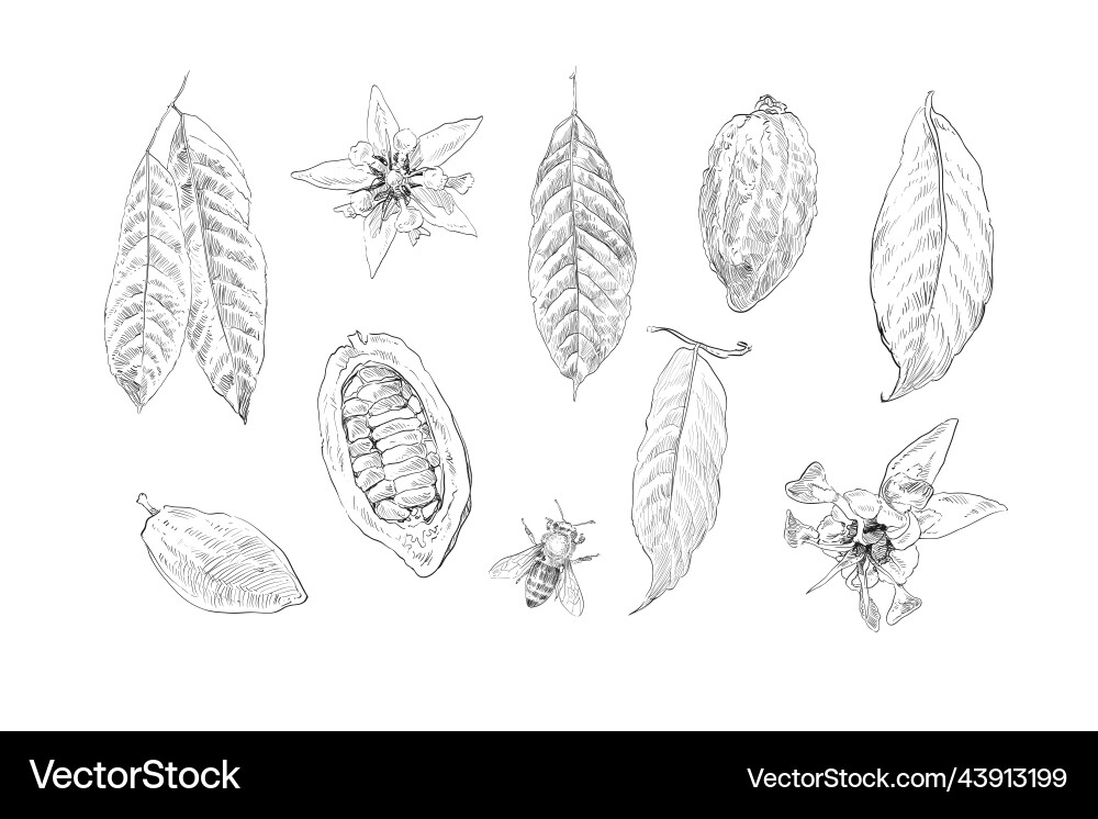 Set cacao leaves beans flowers Royalty Free Vector Image