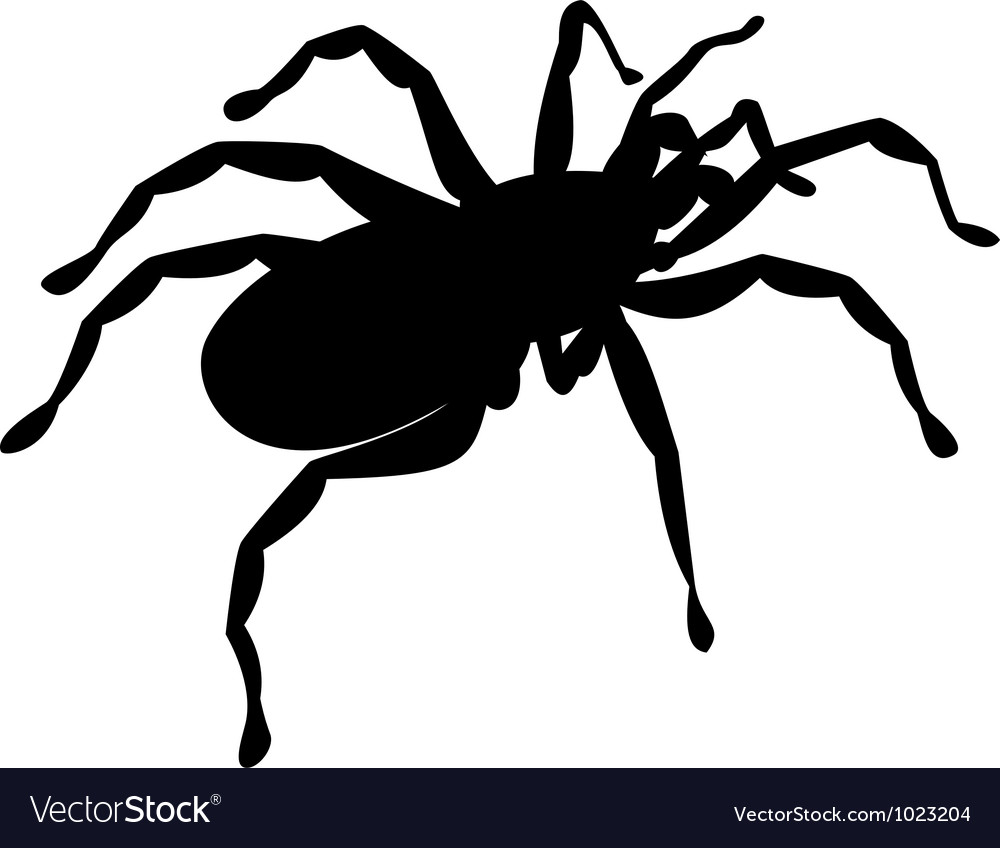 Spider Royalty Free Vector Image - VectorStock