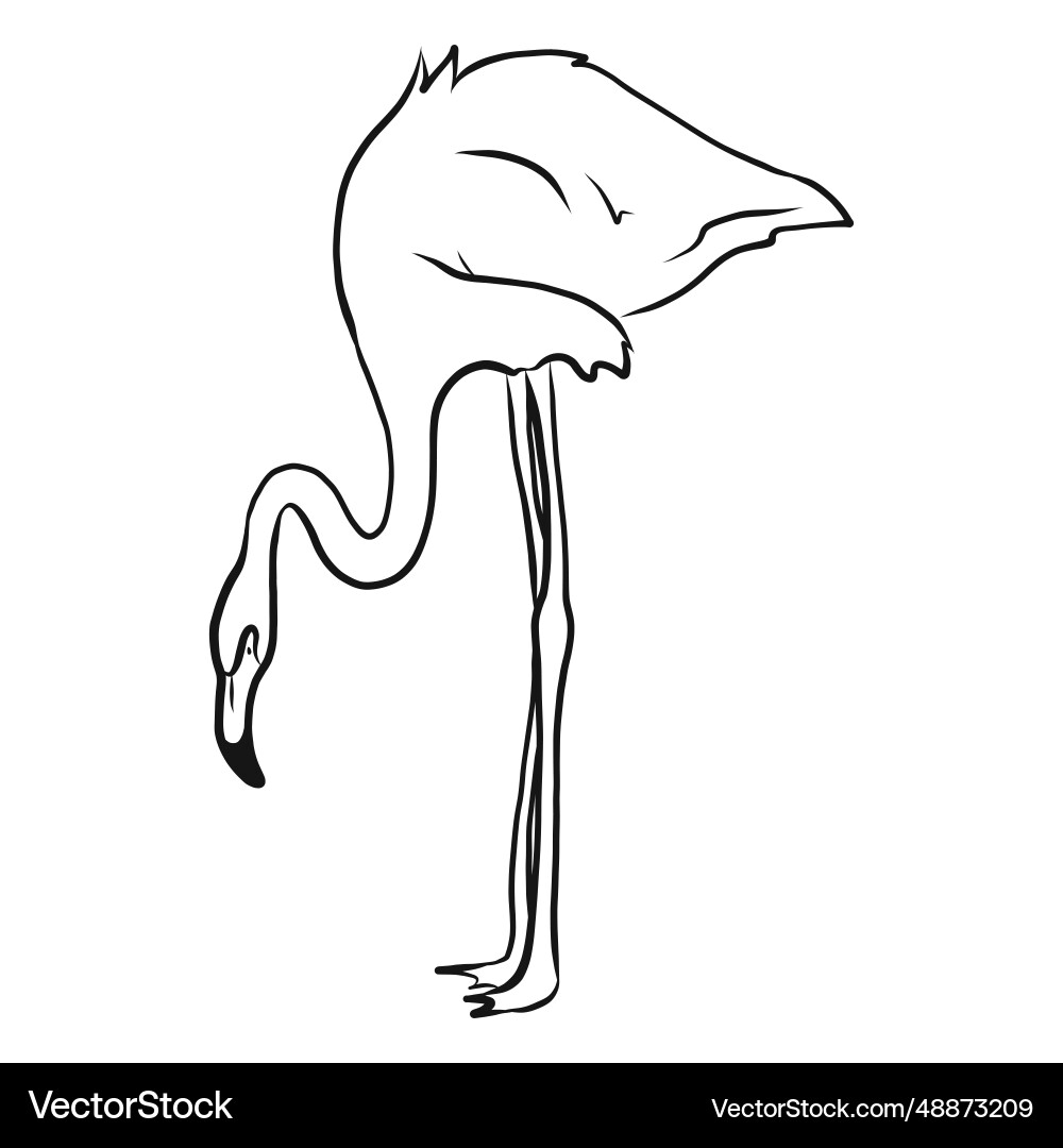 Hand drawn flamingo Royalty Free Vector Image - VectorStock