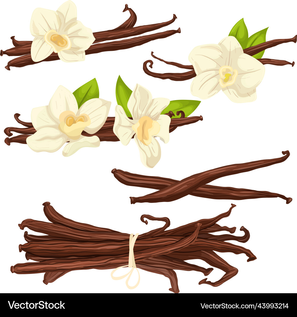 Vanilla flower set cartoon Royalty Free Vector Image