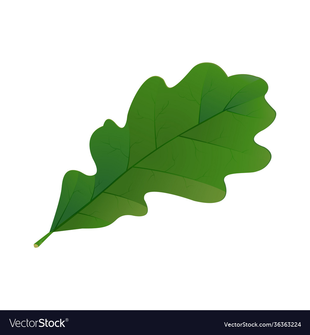 Realistic oak leaf Royalty Free Vector Image - VectorStock