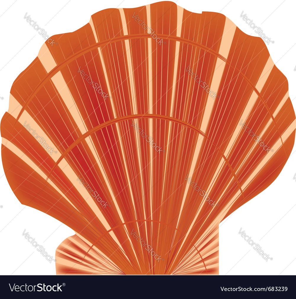 Sea shell Royalty Free Vector Image - VectorStock