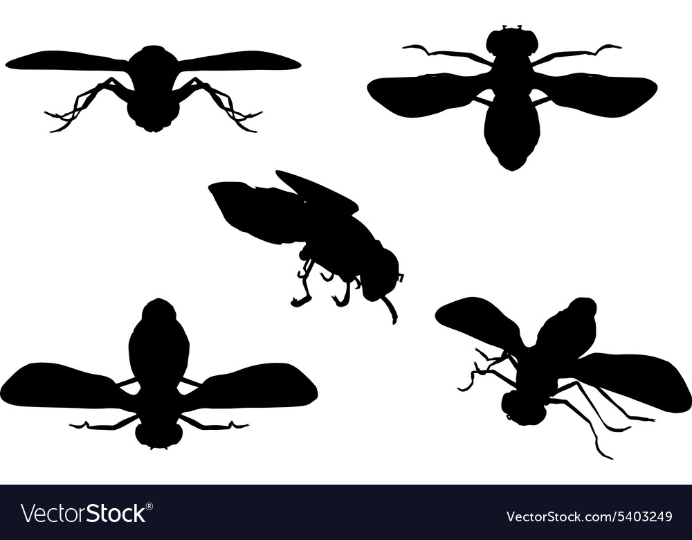 Bug fly silhouette Royalty Free Vector Image - VectorStock