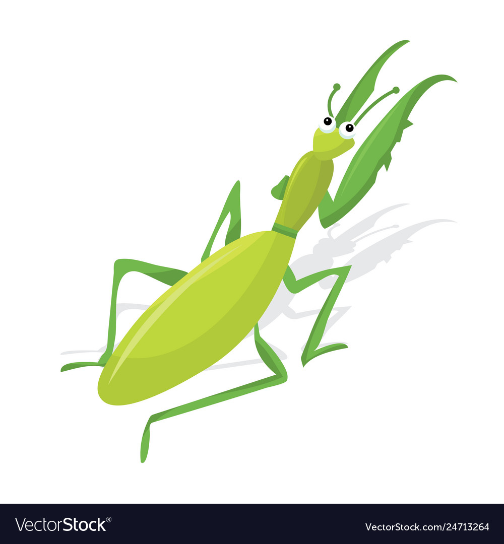 Praying mantis Royalty Free Vector Image - VectorStock
