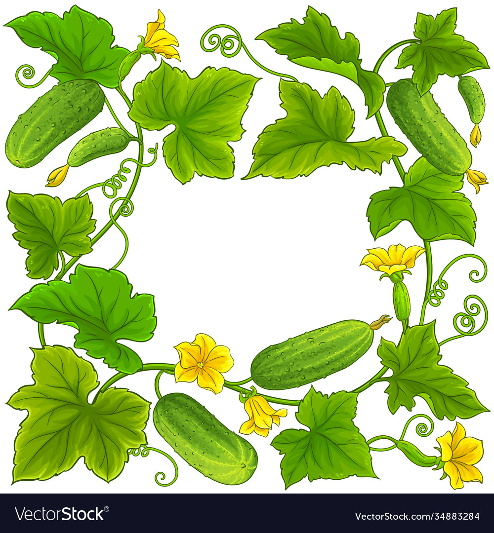Cucumber frame Royalty Free Vector Image - VectorStock
