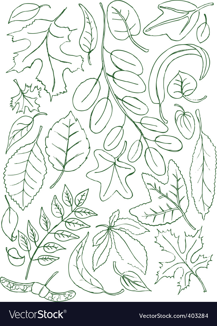 Leaves Royalty Free Vector Image - VectorStock