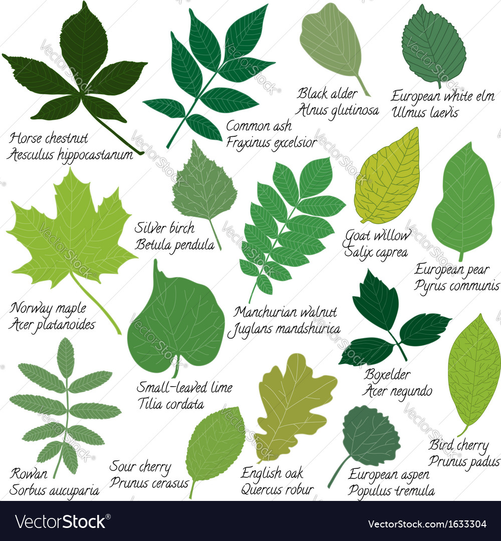 Leaves Collection With Names Royalty Free Vector Image