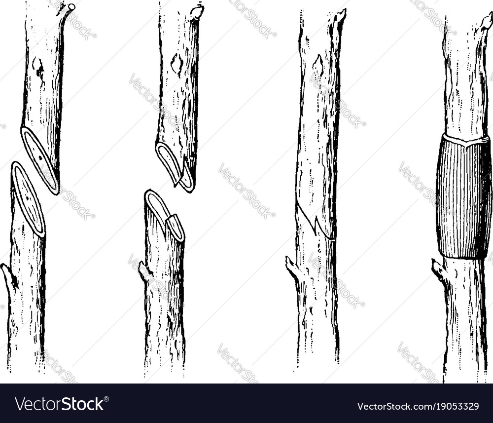 Grafting vintage Royalty Free Vector Image - VectorStock Grafting vintage Royalty Free Vector Image - VectorStock