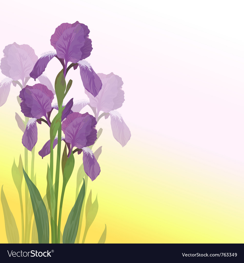 Flowers iris Royalty Free Vector Image - VectorStock