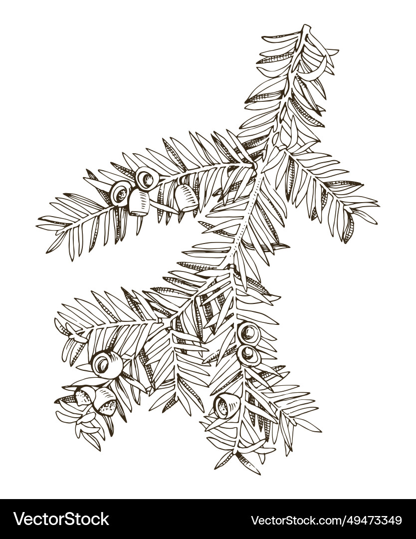 Yew tree branch hand drawn Royalty Free Vector Image