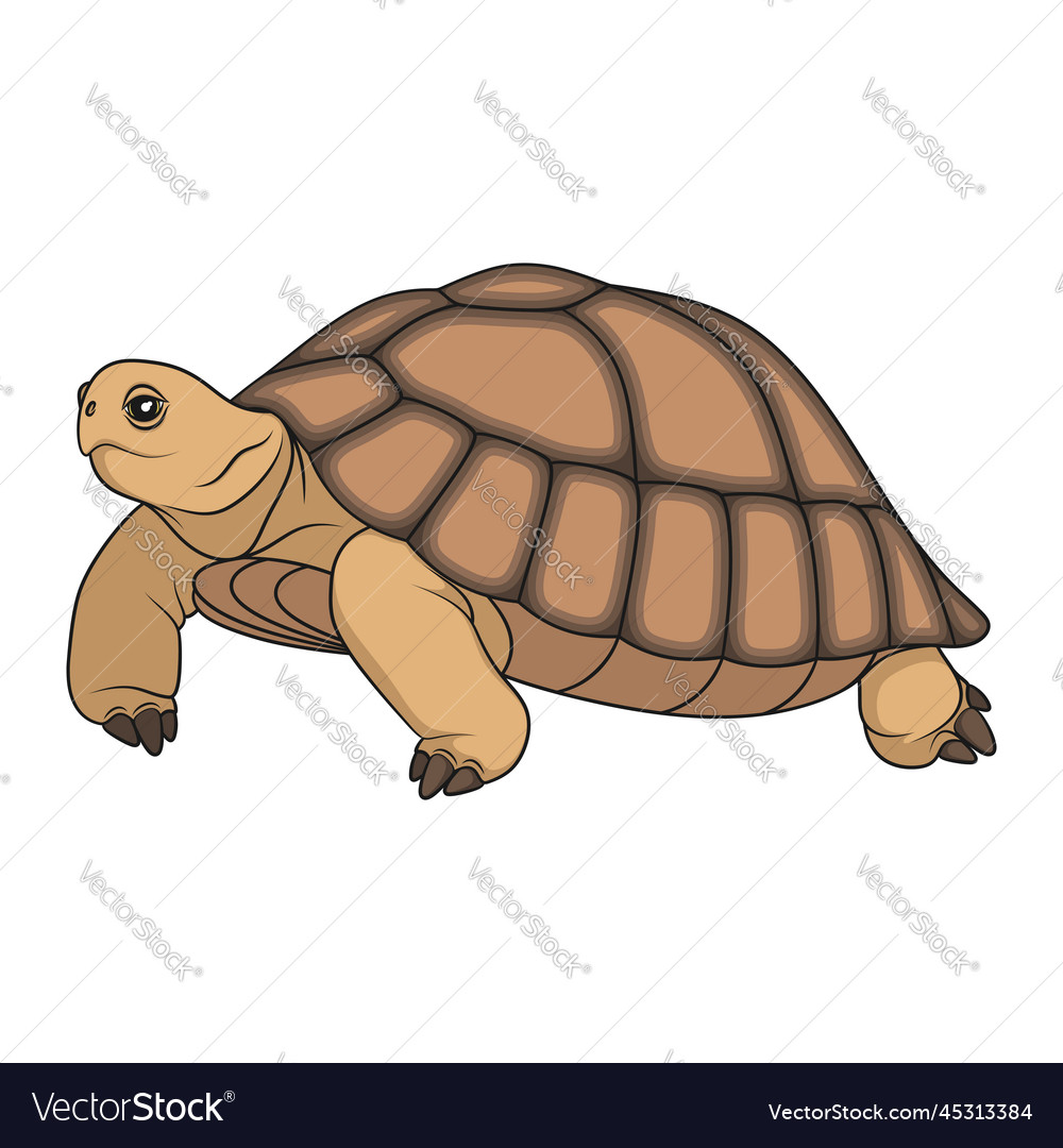 Color with turtle Royalty Free Vector Image - VectorStock