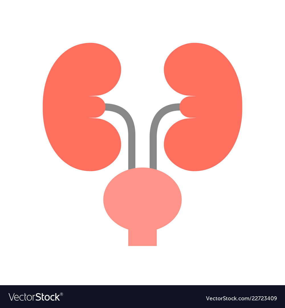 Kidney and urinary bladder medical hospital Vector Image