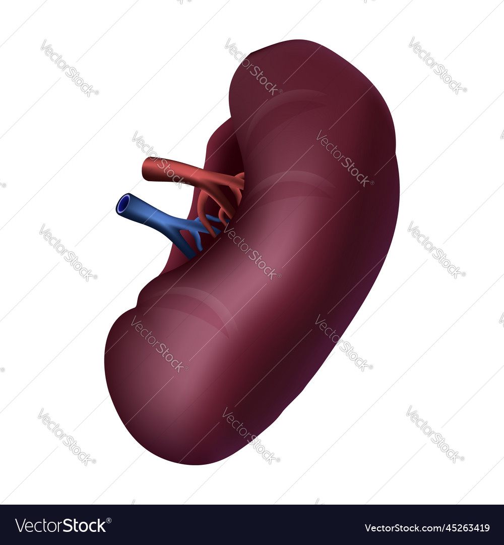 Spleen Of Human Realistic Design Isolated Vector Image