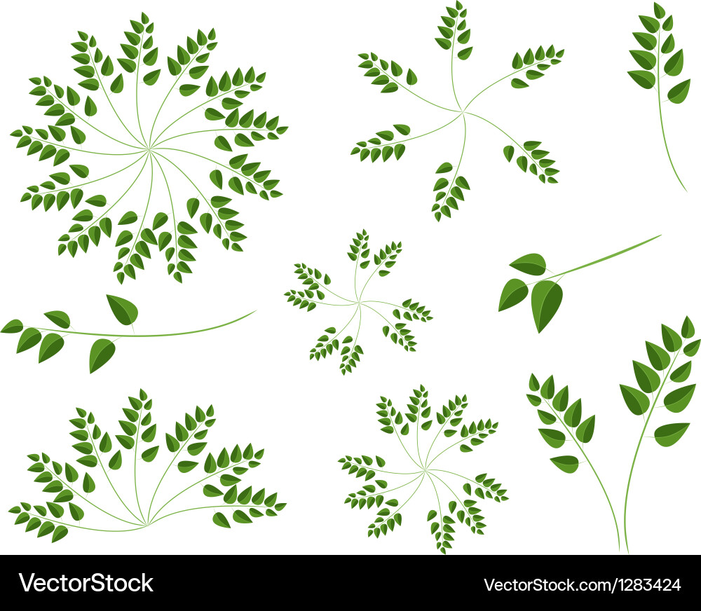 A set evergreen leaves on white background Vector Image