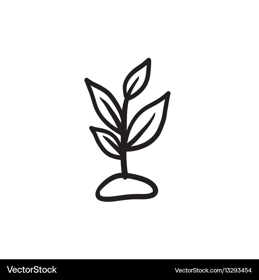 Sprout Clipart Black And White