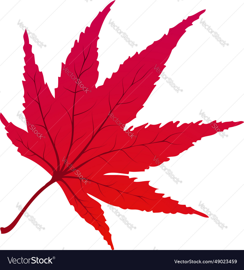 Maple autumn leaf Royalty Free Vector Image - VectorStock