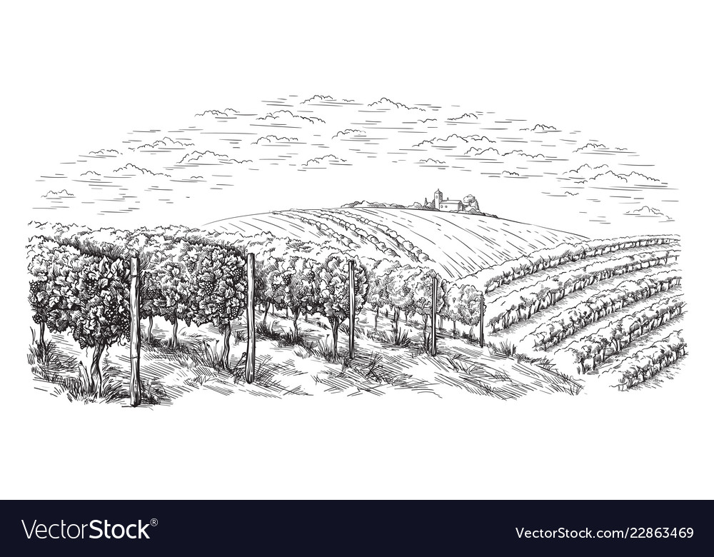 Vine plantation hills trees clouds on the Vector Image