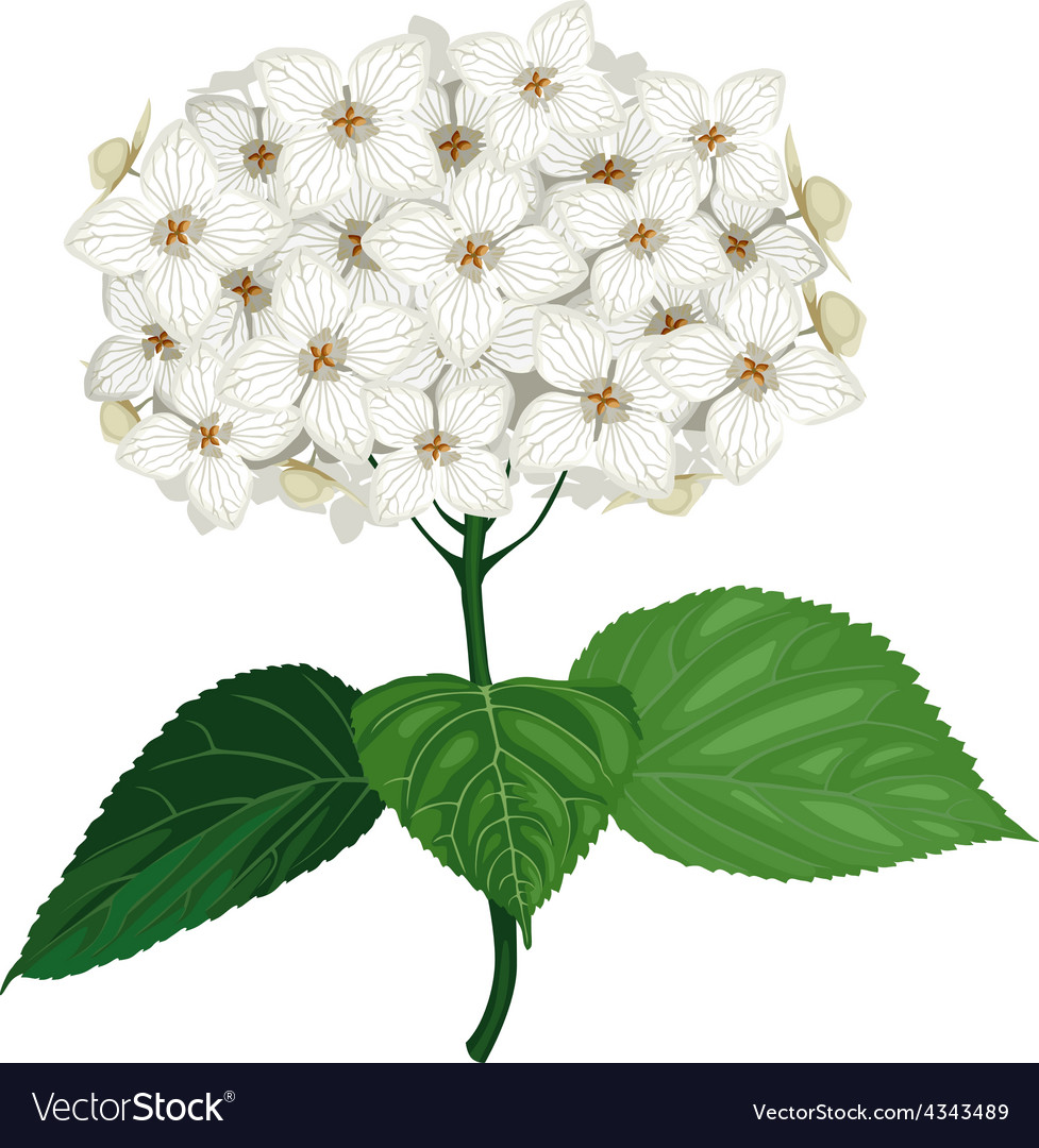 Hydrangea Royalty Free Vector Image - VectorStock