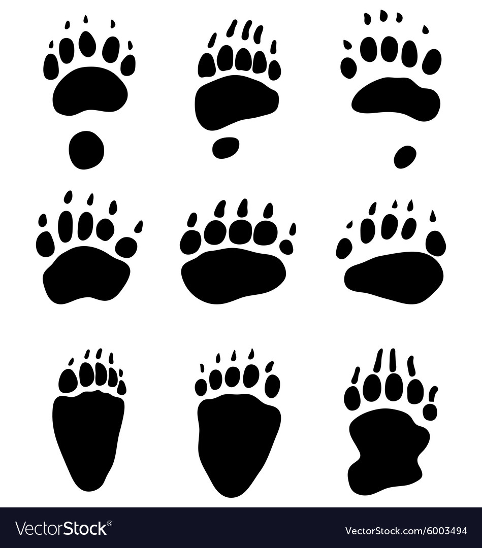 Bear paw Royalty Free Vector Image - VectorStock