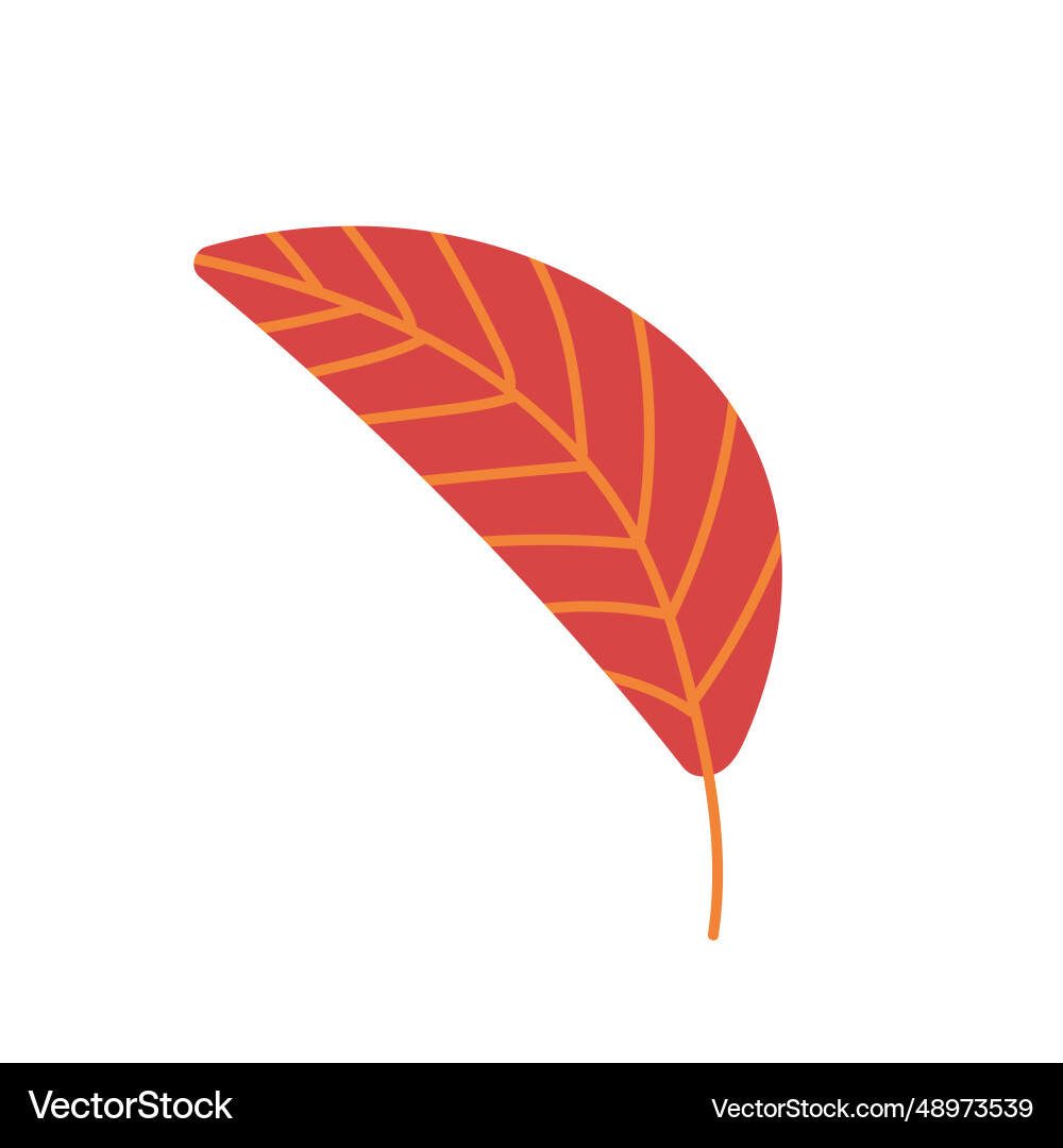 Ash tree leaf Royalty Free Vector Image - VectorStock