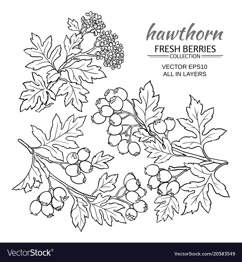 Hawthorn set Royalty Free Vector Image - VectorStock Hawthorn set Royalty Free Vector Image - VectorStock