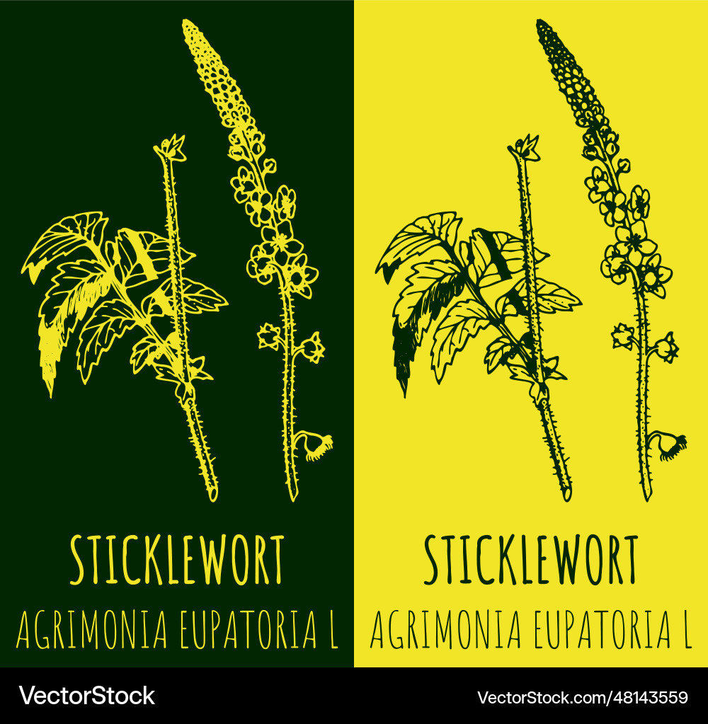 Drawing sticklewort hand drawn Royalty Free Vector Image