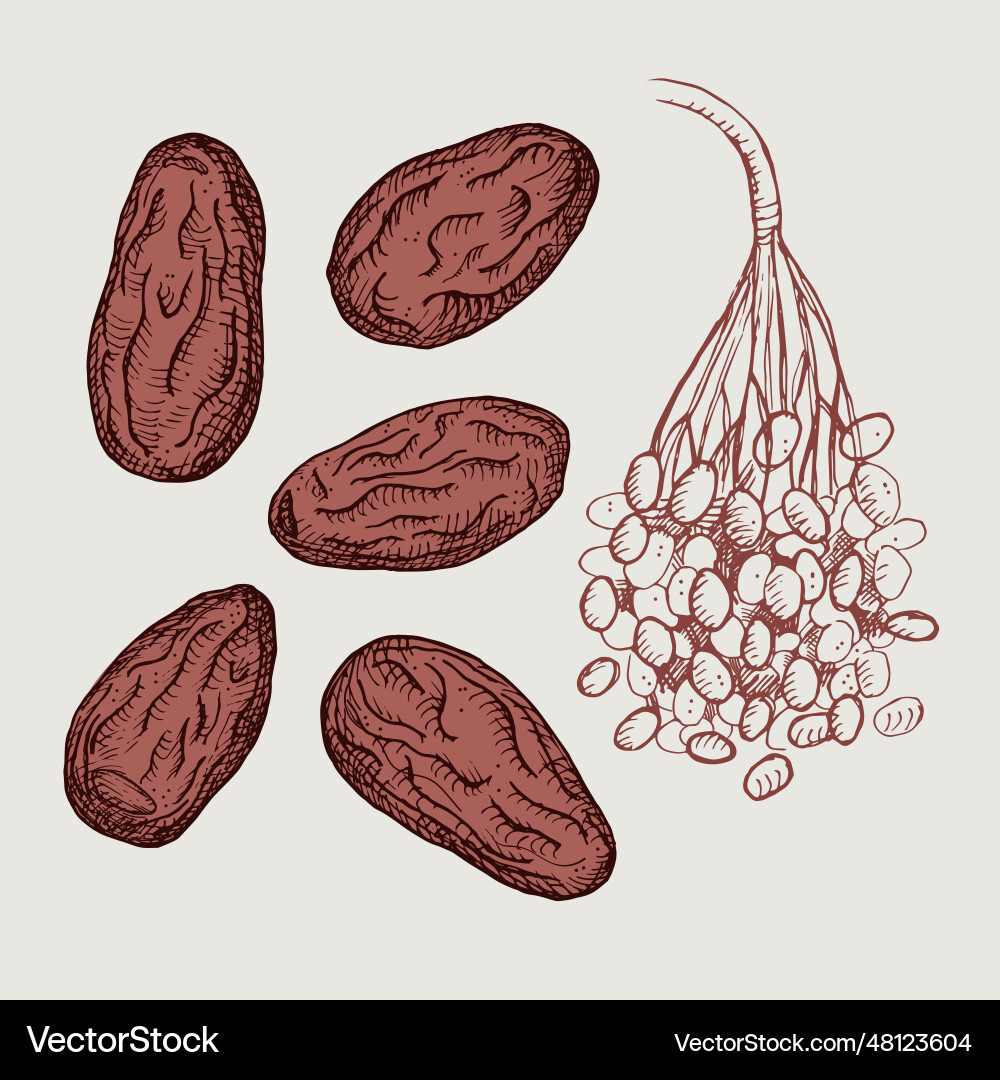 Dates drawn fresh edible date palm fruits Vector Image