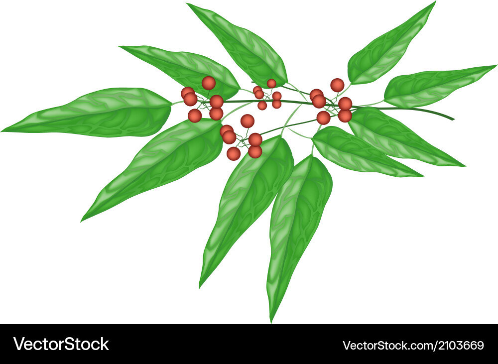 A tiliacora triandra plant on white background Vector Image