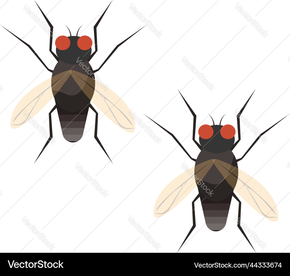 House insects on a white background Royalty Free Vector