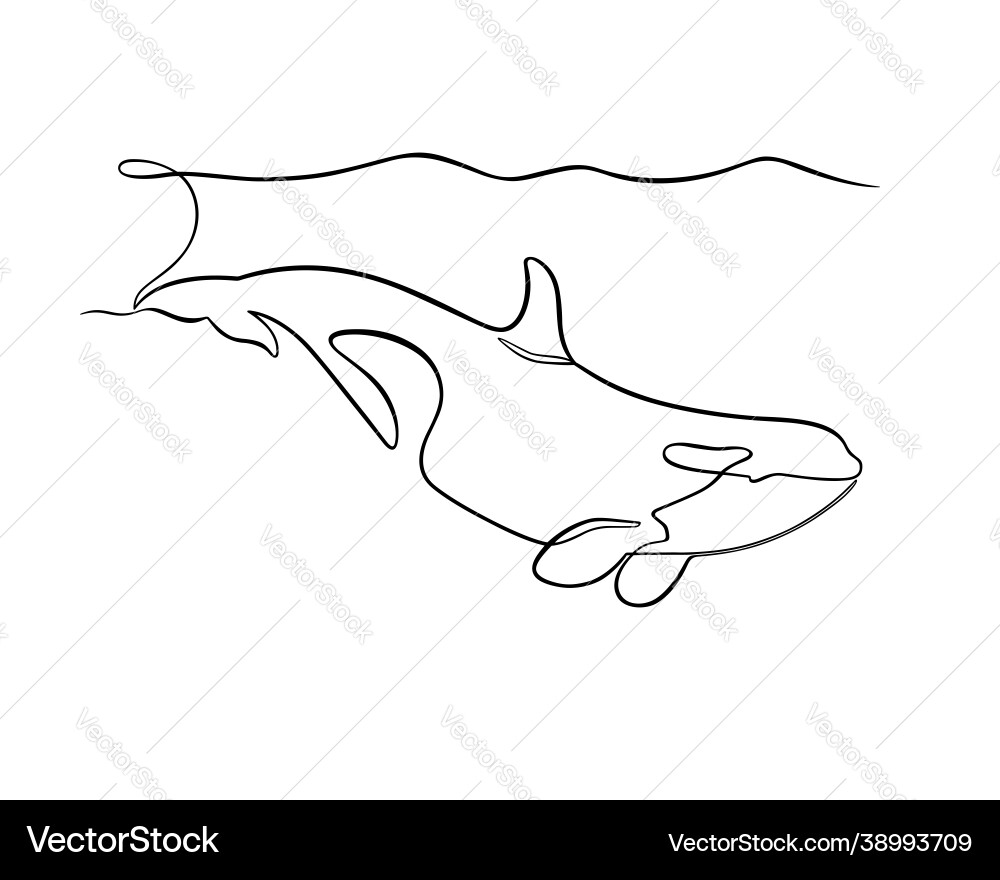 Orca line art Royalty Free Vector Image - VectorStock