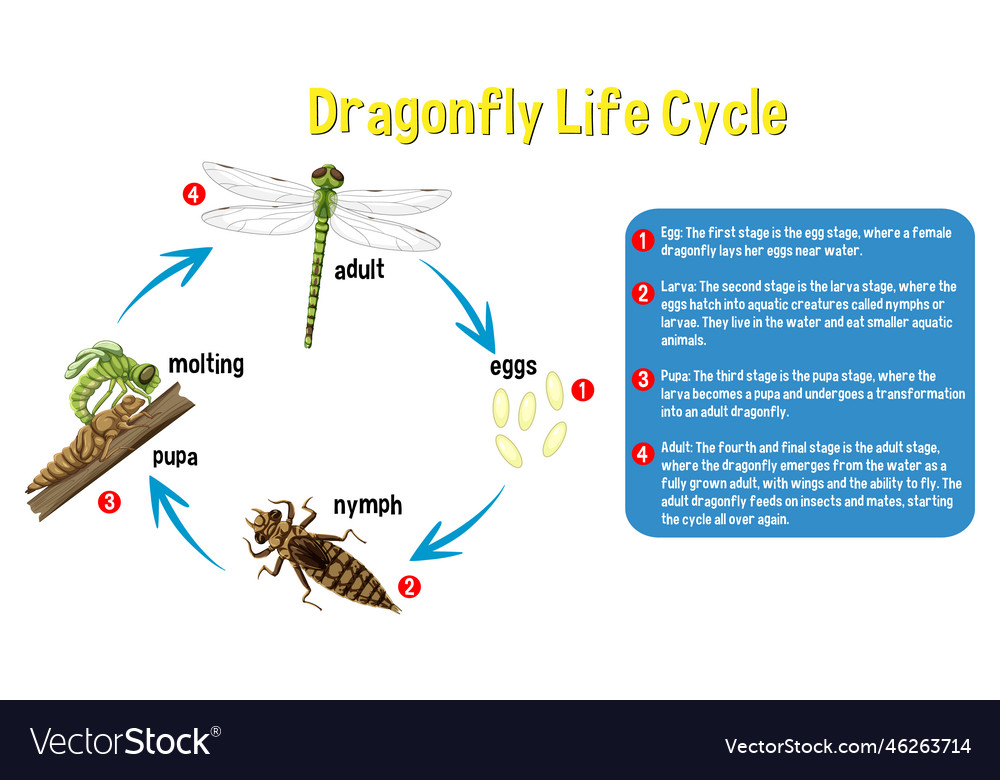 Dragonfly life cycle infographic Royalty Free Vector Image