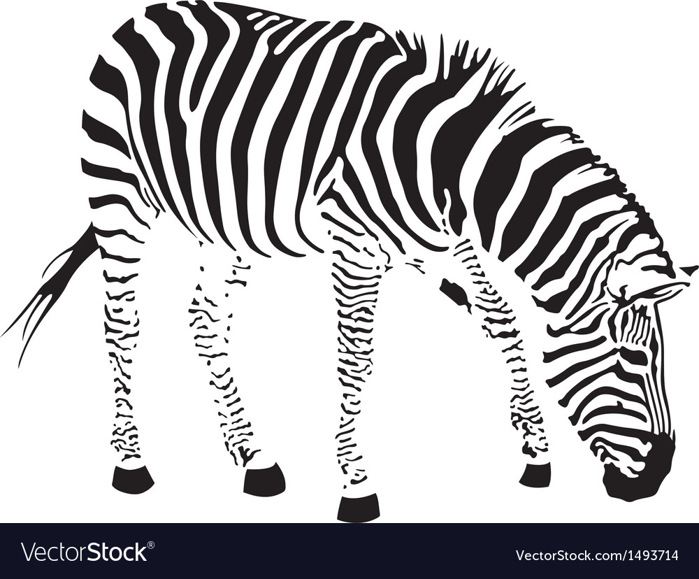 Zebra Royalty Free Vector Image - VectorStock