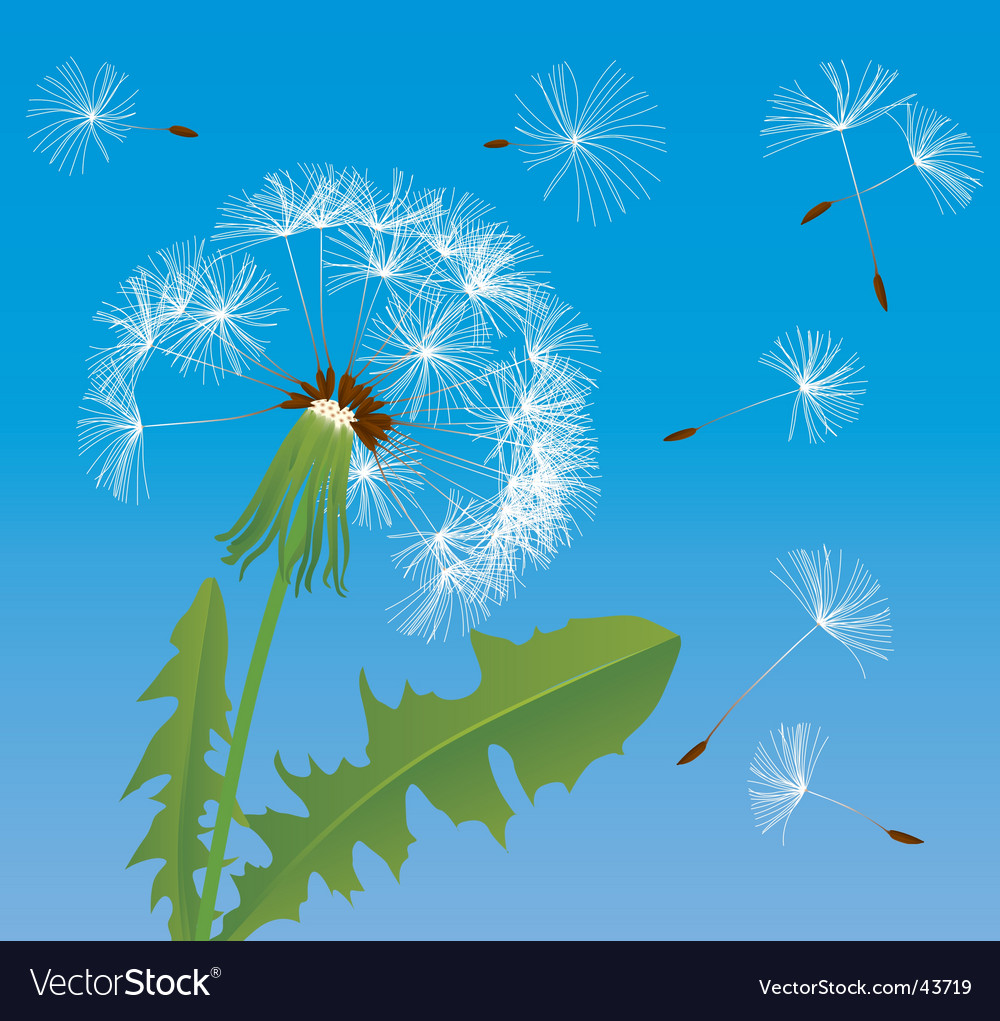 Dandelion Royalty Free Vector Image - VectorStock Dandelion Royalty Free Vector Image - VectorStock