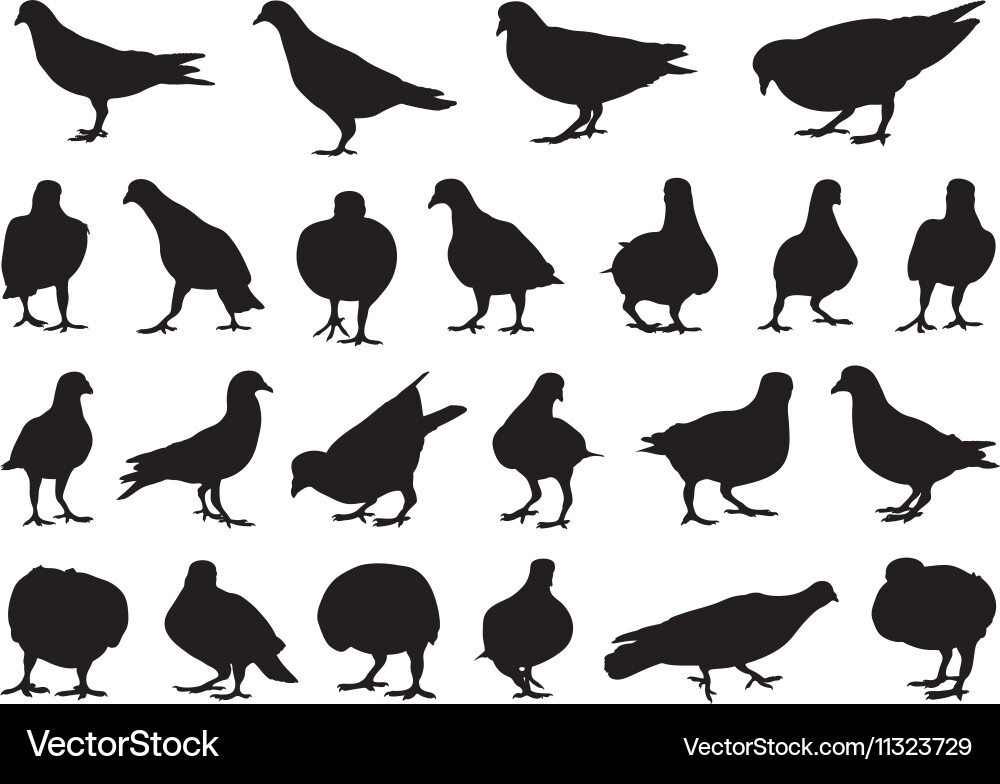 Set of different doves Royalty Free Vector Image