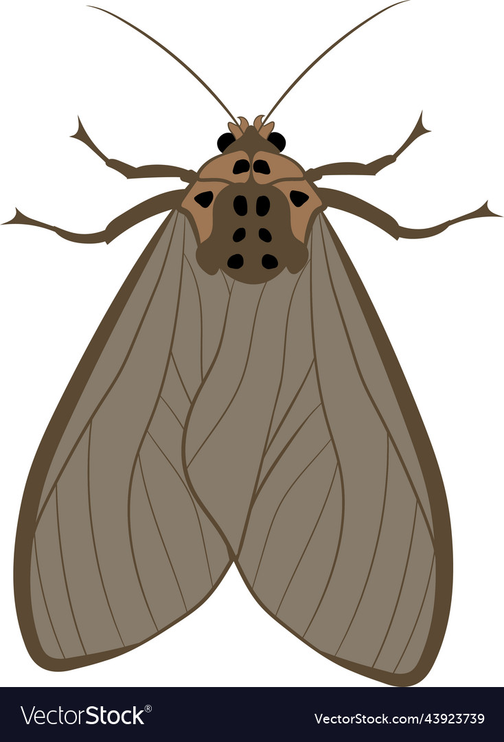 Moth Royalty Free Vector Image - VectorStock