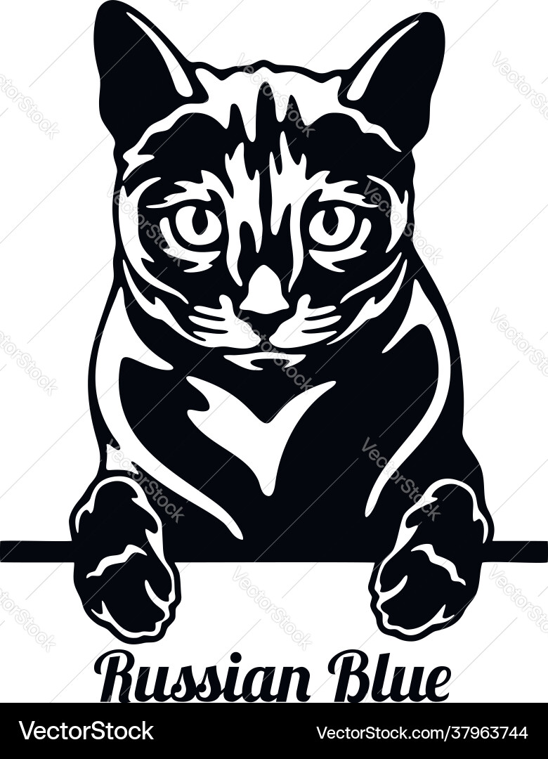 Russian blue cat - cat breed cat breed head Vector Image